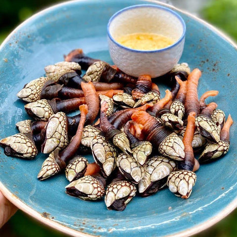 Canned Gooseneck Barnacles in Brine – Alaskan Snacks